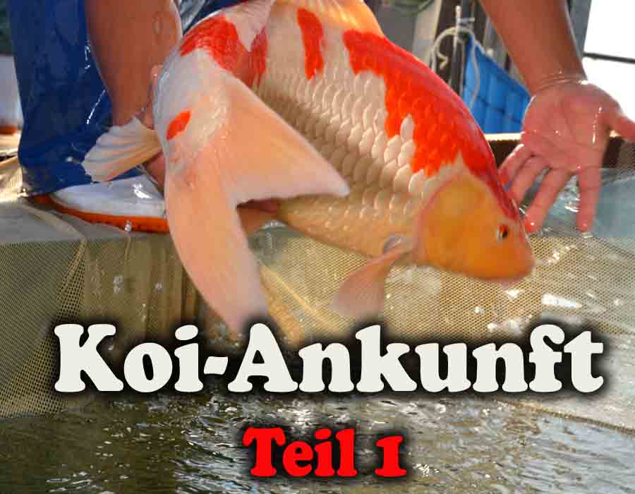 Koi-Ankunft 2 | Transport der Koi aus Japan | Koinet.de