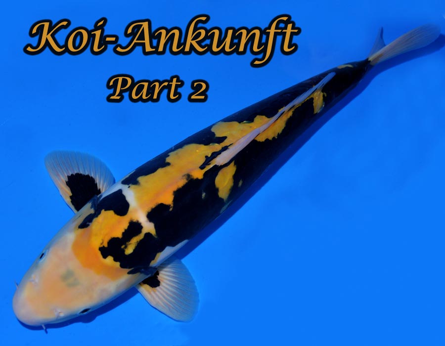 Hi Utsuri, Doitsu Showa, Beni Kikokuryu: Ankunft neuer Koi bei Koinet