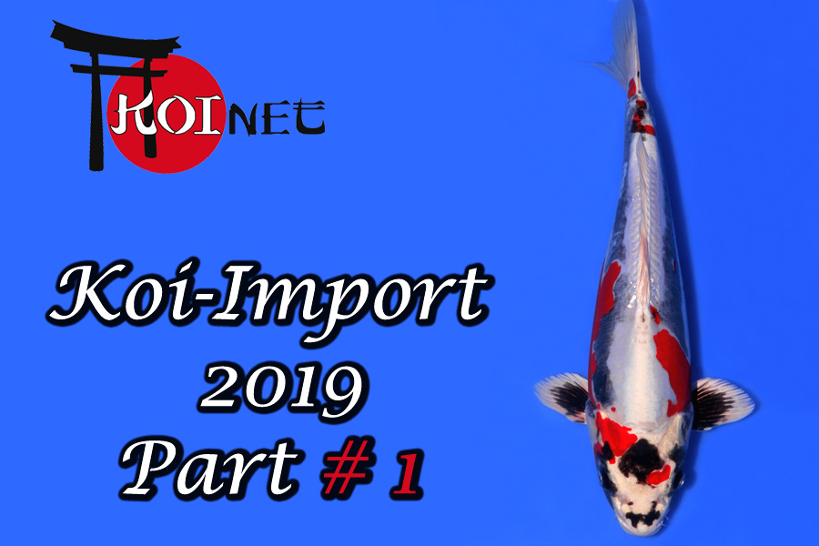 Koi-Import 2019 Part #1 - Koinet GmbH