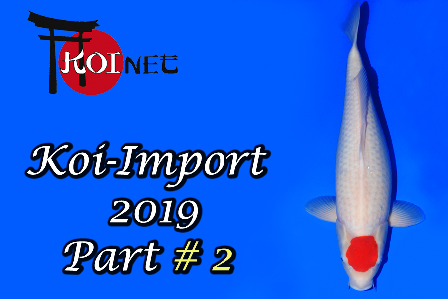 Koi-Import 2019 Part # 2 - Koinet GmbH