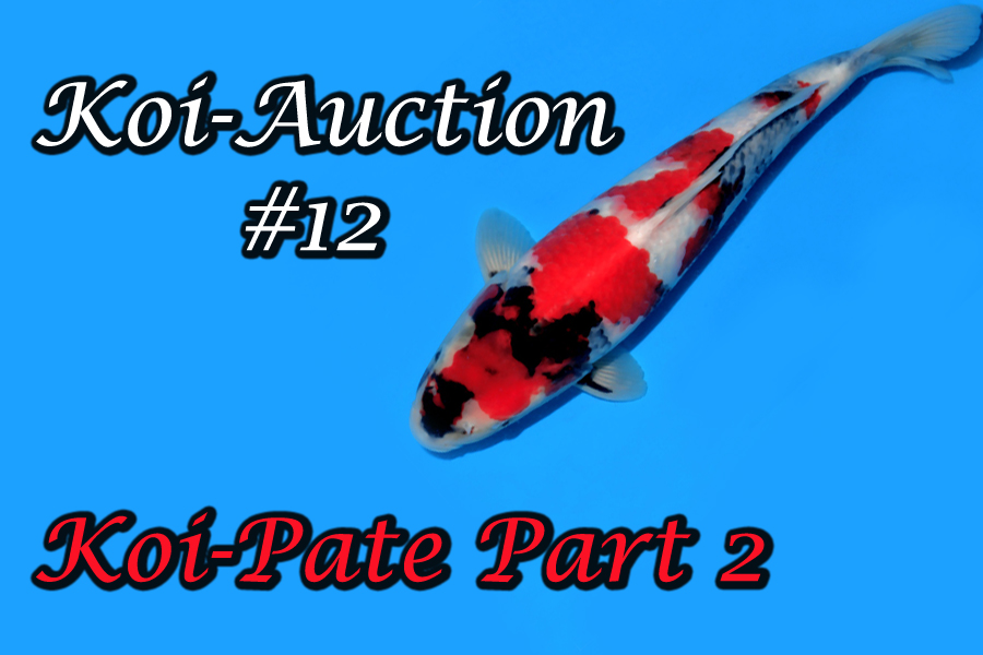 Koi-Auction #12 / Koi-Pate Part 2 - Koinet GmbH
