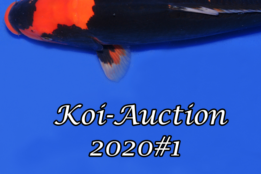 Koi-Auction 2020#1 - Koinet GmbH