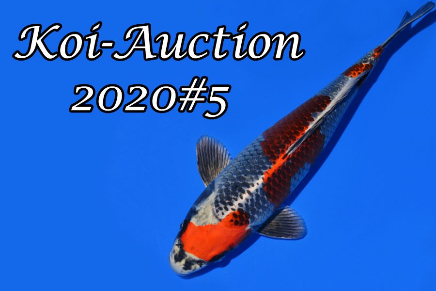 Koi-Auction 2020 #5 - Koinet GmbH