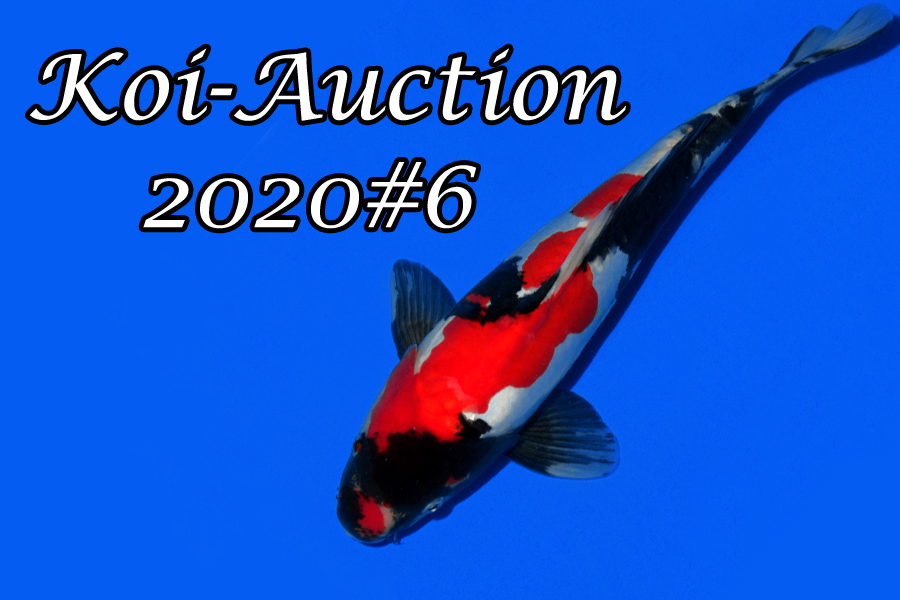 Koi-Auction 2020 #6 - Koinet GmbH