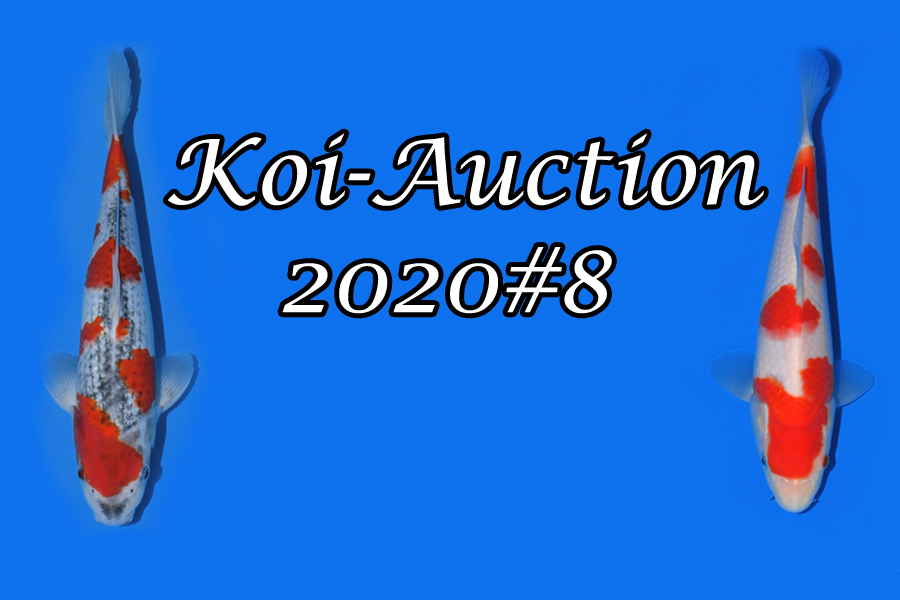 Koi-Auction 2020 #8 - Koinet GmbH