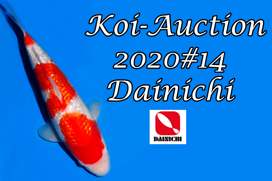 Koi-Auction 2020 #14 / Dainichi - Koinet GmbH