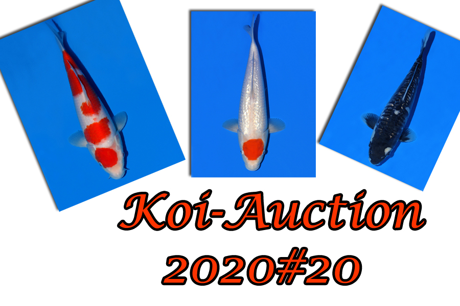 Koi-Auction 2020 #20 - Koinet GmbH
