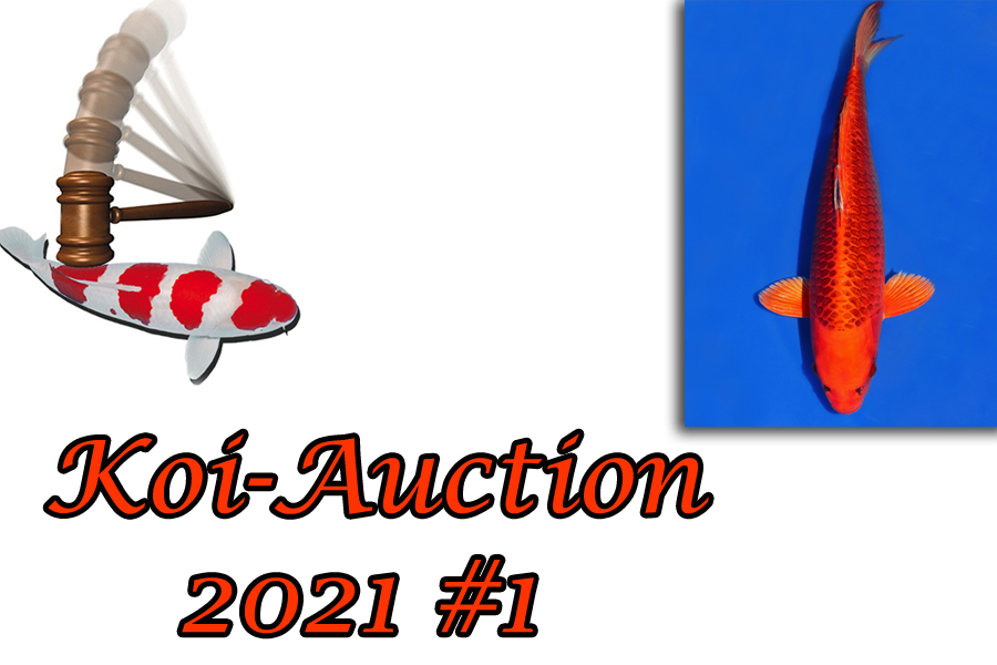Koi-Auction 2021 #1 - Koinet GmbH